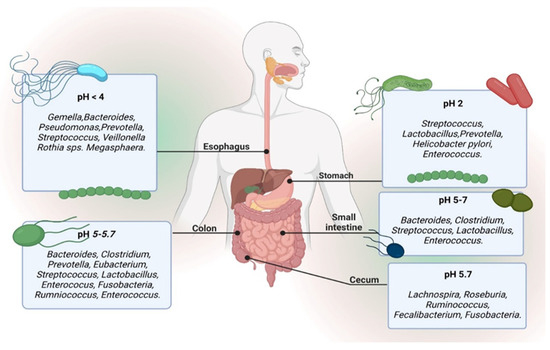 Unraveling the Microbiome–Human Body Axis: A Comprehensive Examination ...