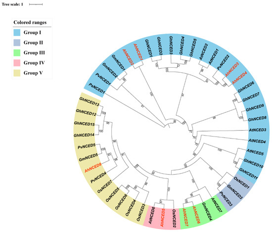 Identification and Expression Profile of NCED Genes in Arachis hypogaea ...
