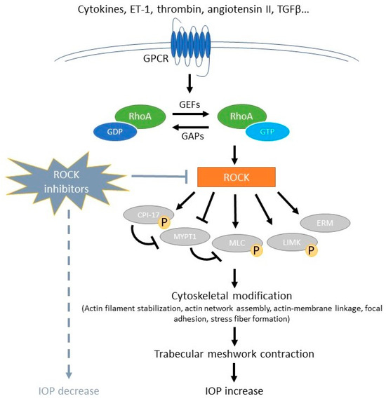 The Application of Rho Kinase Inhibitors in the Management of Glaucoma