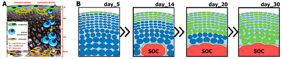 Prg4-Expressing Chondroprogenitor Cells in the Superficial Zone of ...