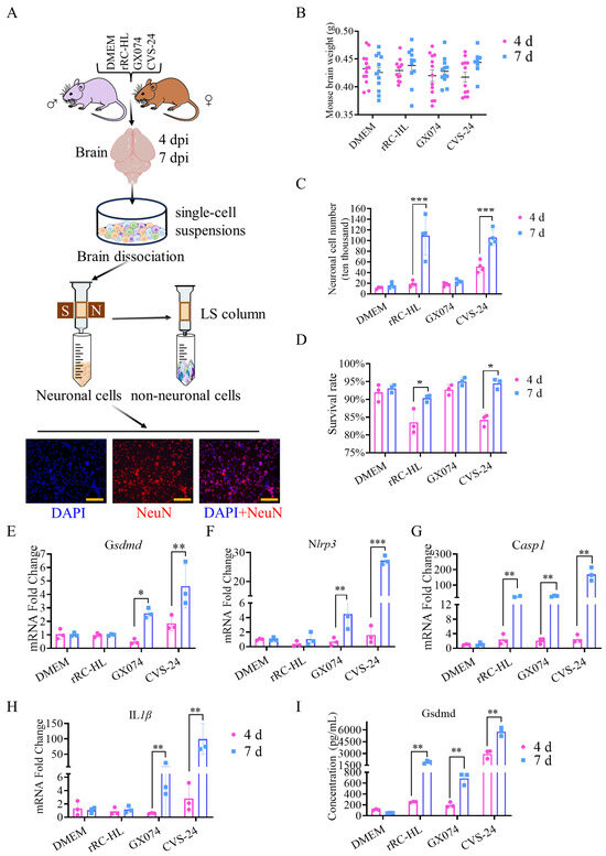 Rabies Virus Infection Causes Pyroptosis of Neuronal Cells