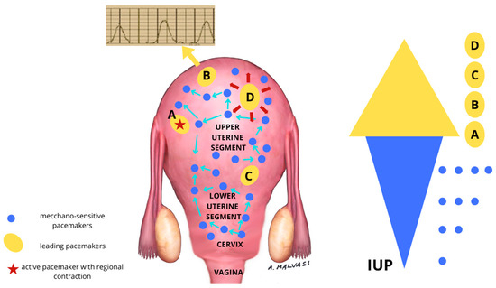 Localization of Catecholaminergic Neurofibers in Pregnant Cervix as a Possible Myometrial Pacemaker