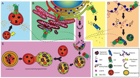 Valosin-Containing Protein (VCP): A Review of Its Diverse Molecular ...