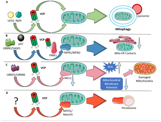 Valosin-Containing Protein (VCP): A Review of Its Diverse Molecular ...