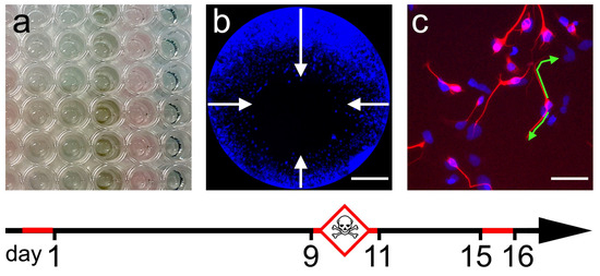 Neurotoxicity and Developmental Neurotoxicity of Copper Sulfide ...