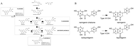 Structural and Interactional Analysis of the Flavonoid Pathway Proteins ...