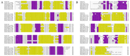 Structural and Interactional Analysis of the Flavonoid Pathway Proteins ...