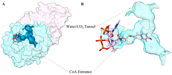 Structural and Interactional Analysis of the Flavonoid Pathway Proteins ...