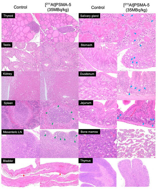 Preclinical Evaluation of Biodistribution and Toxicity of [211At]PSMA-5 ...