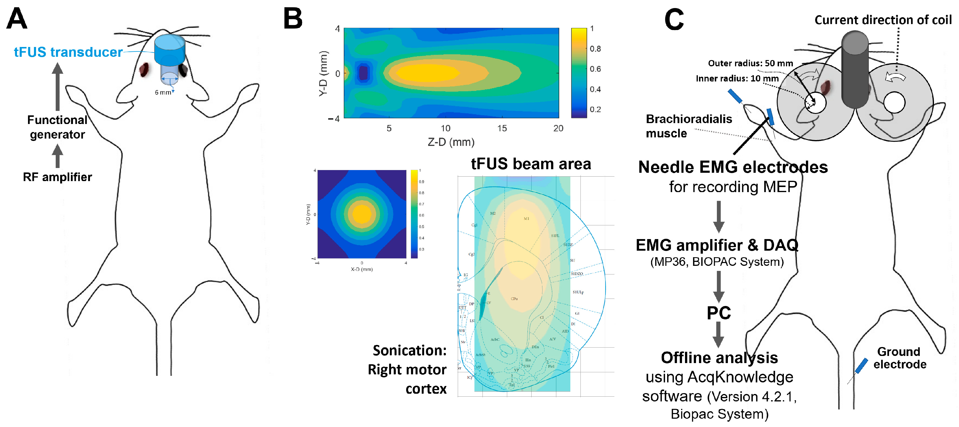 Neuromodulatory Responses Elicited by Intermittent versus Continuous ...