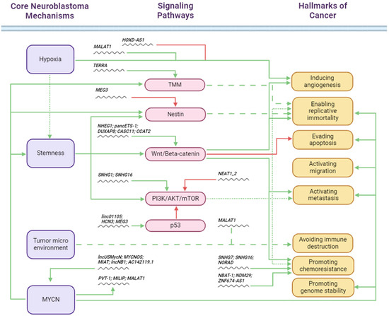 Long Non-Coding RNAs in Neuroblastoma: Pathogenesis, Biomarkers and ...