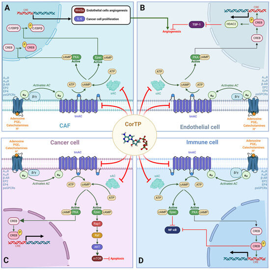 IJMS | Free Full-Text | Cordycepin Triphosphate as a Potential ...
