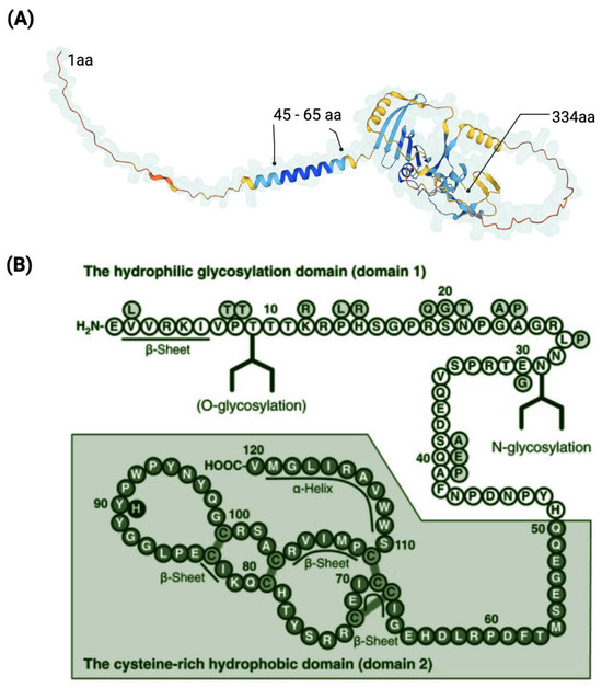 IJMS | Free Full-Text | A Narrative Review of the Roles of Chondromodulin-I (Cnmd) in Adult ...