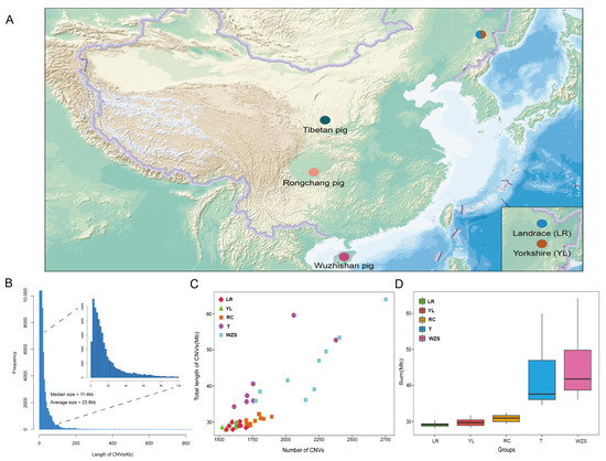 Unveiling the Influence of Copy Number Variations on Genetic Diversity ...