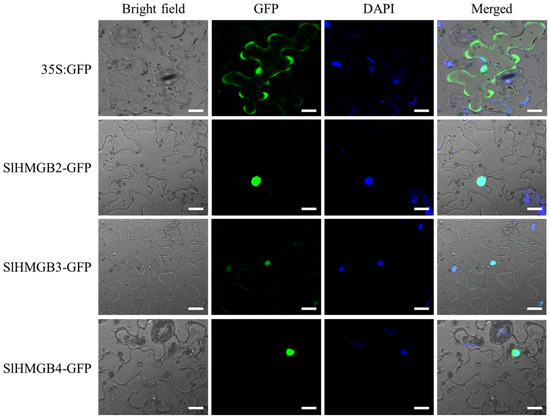 Genome-Wide Identification and Expression Analysis of the High-Mobility ...