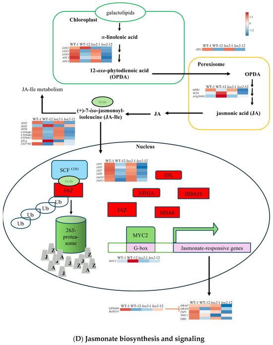 Arabidopsis Transcriptomics Reveals the Role of Lipoxygenase2 (AtLOX2 ...