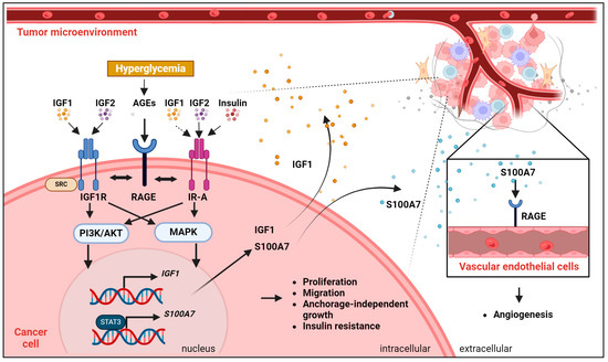 Extracellular Interactors of the IGF System: Impact on Cancer Hallmarks ...