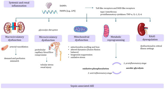 Acute Kidney Injury in Sepsis