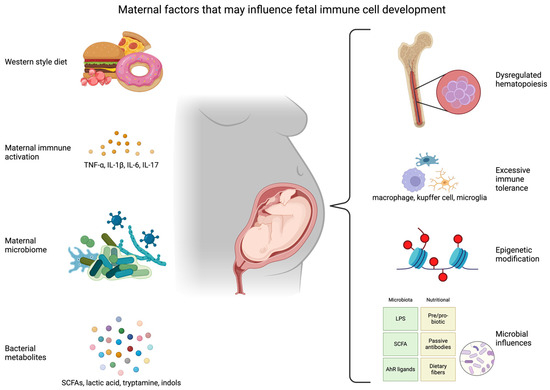 IJMS | Free Full-Text | Developmental Programming of the Fetal Immune System by Maternal Western ...