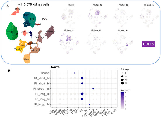 GDF15, an Emerging Player in Renal Physiology and Pathophysiology