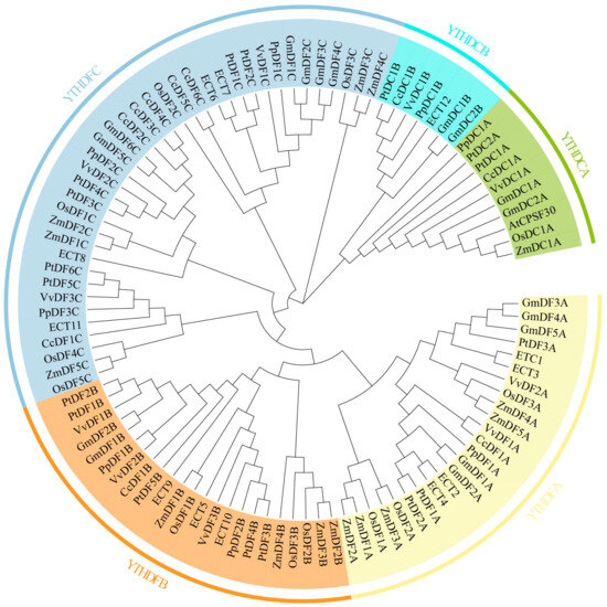 Genome-Wide Identification and Expression Analysis of the YTH Domain ...