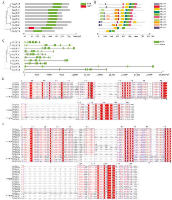 Genome-Wide Identification and Expression Analysis of the YTH Domain ...