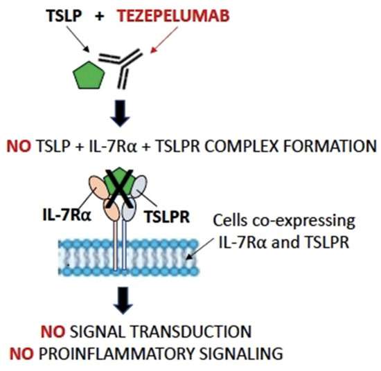 IJMS | Free Full-Text | Thymic Stromal Lymphopoietin and Tezepelumab in Airway Diseases: From ...