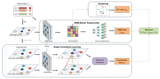 IJMS | Free Full-Text | scZAG: Integrating ZINB-Based Autoencoder with Adaptive Data ...