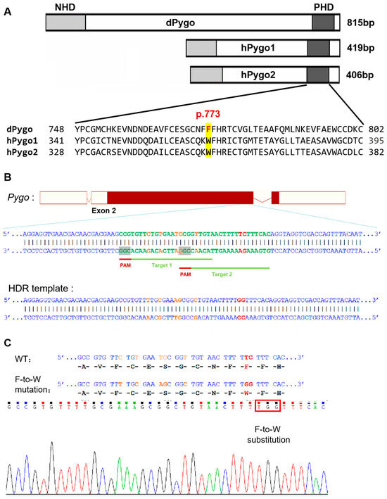 Pygo-F773W Mutation Reveals Novel Functions beyond Wnt Signaling in Drosophila