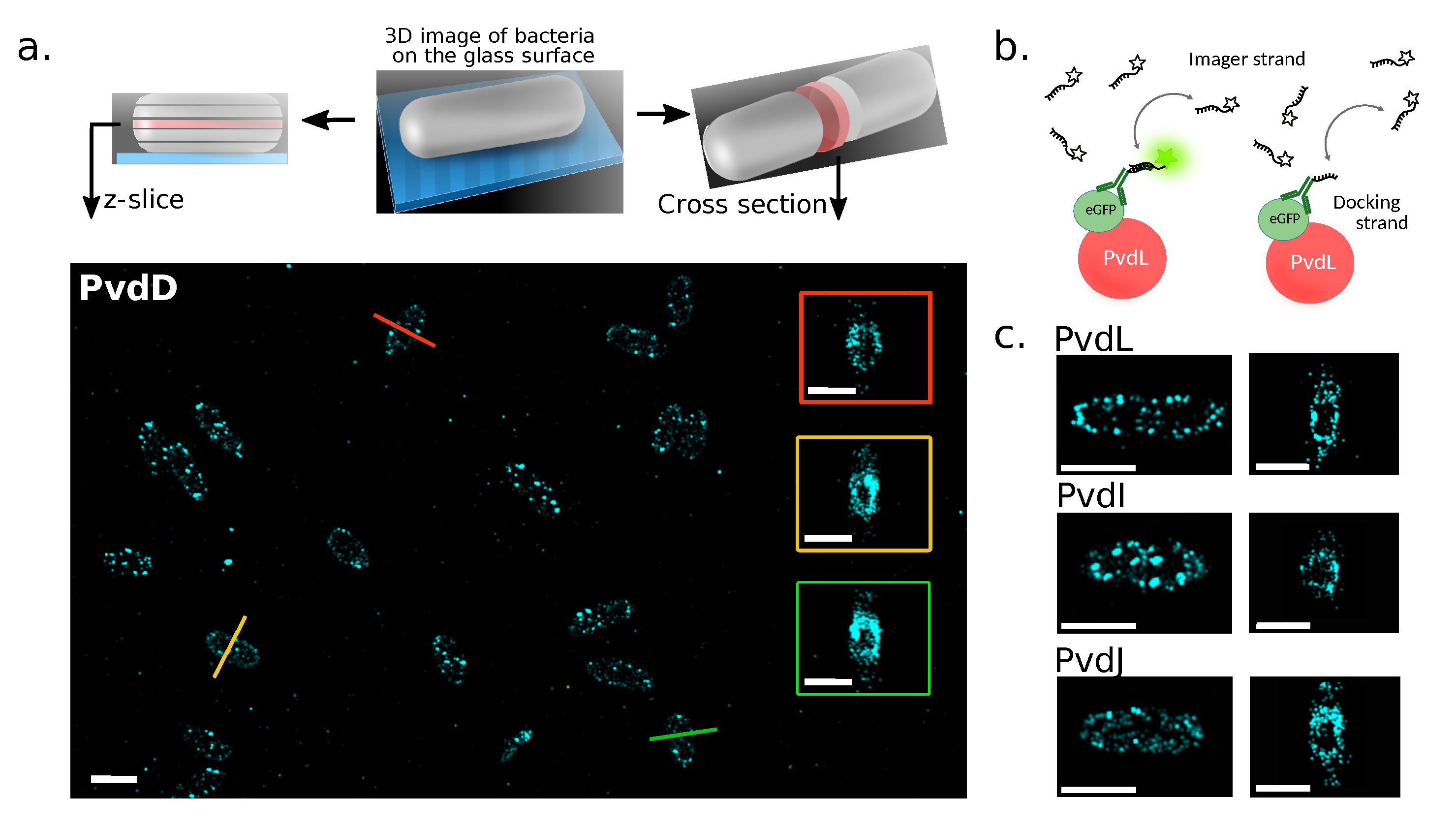 PvdL Orchestrates the Assembly of the Nonribosomal Peptide Synthetases ...