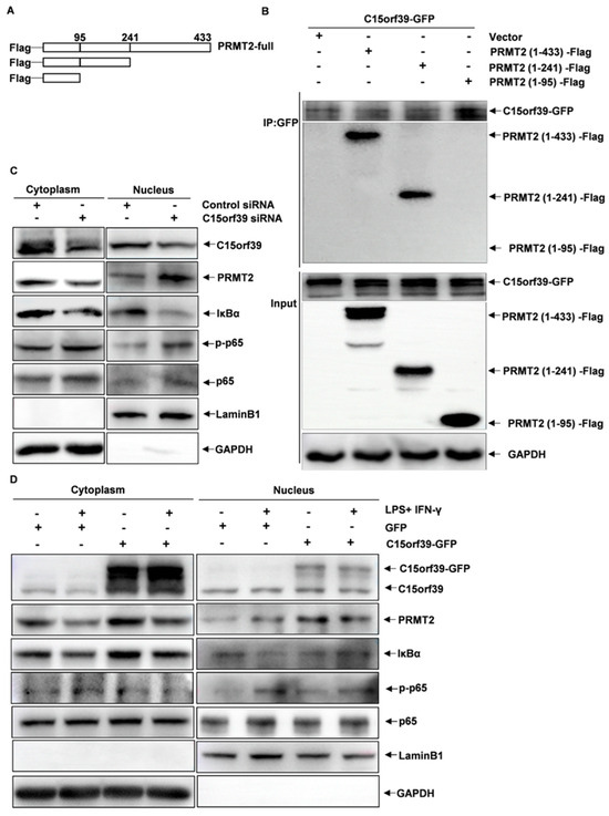 Human C15orf39 Inhibits Inflammatory Response via PRMT2 in Human ...