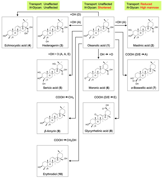 Structure–Activity Relationship of Oleanane-Type Pentacyclic ...