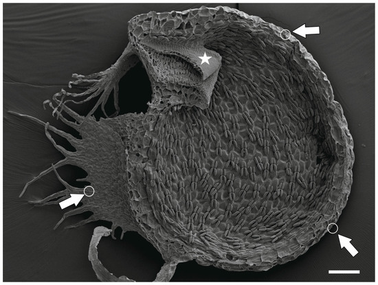 Cell Wall Microdomains in the External Glands of Utricularia dichotoma ...