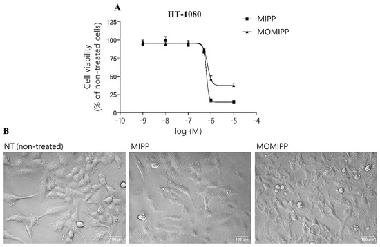 Studies on Autophagy and Apoptosis of Fibrosarcoma HT-1080 Cells ...