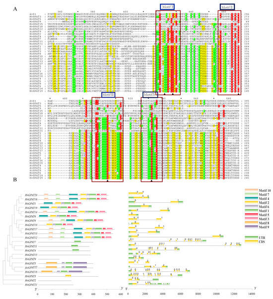 Genome-Wide Identification, Characterization, Evolutionary Analysis ...