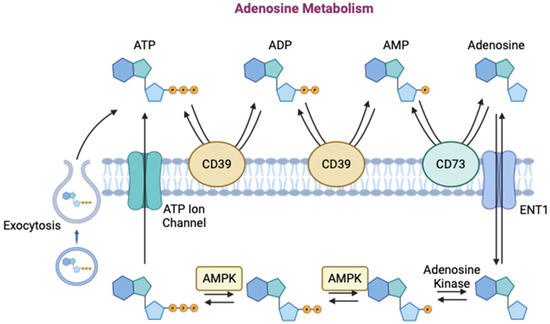 Translational Experimental Basis of Indirect Adenosine Receptor Agonist ...