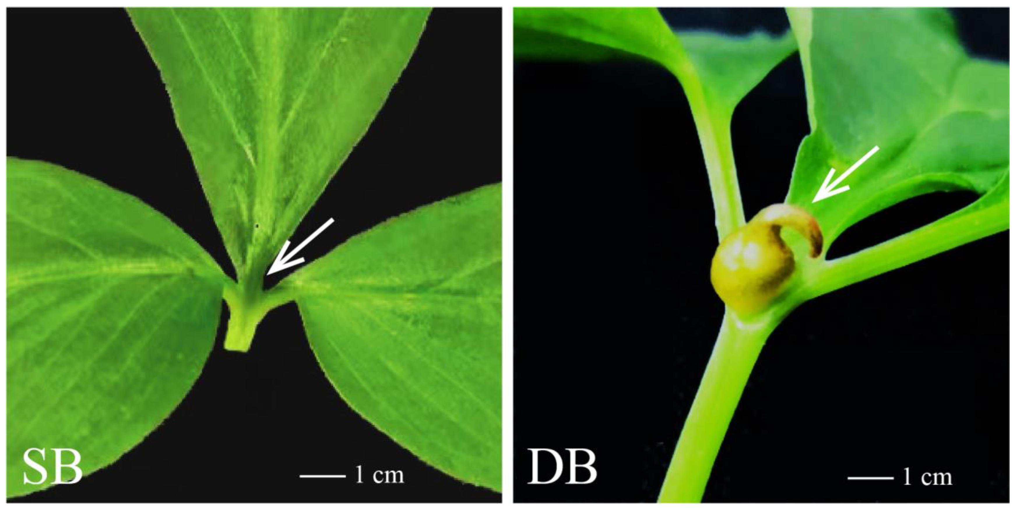 Endogenous Hormone Levels and Transcriptomic Analysis Reveal the ...