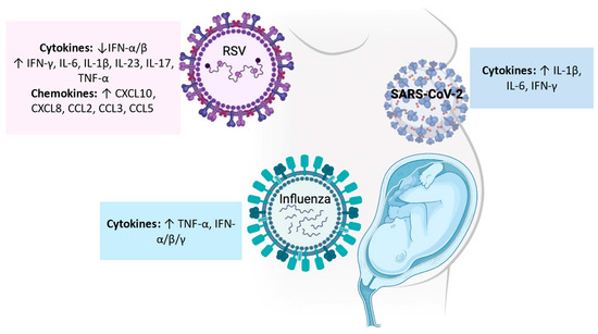 Immune Response to Respiratory Viral Infections