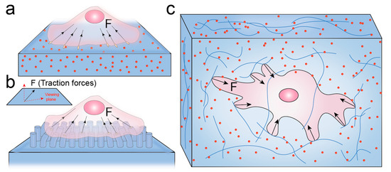 Molecular Force Sensors for Biological Application