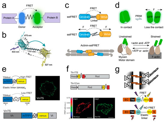 Molecular Force Sensors for Biological Application