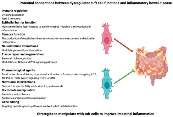 Colonic Tuft Cells: The Less-Recognized Therapeutic Targets in ...