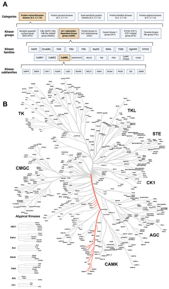 IJMS | Free Full-Text | Navigating the Maze of Kinases: CaMK-like ...