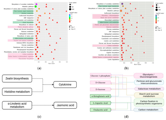 Exploring the Structure and Substance Metabolism of a Medicago sativa L ...