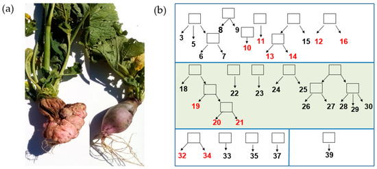 IJMS | Free Full-Text | Whole-Genome Sequencing and Analysis of Tumour ...