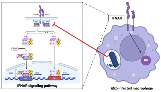Host Cell Death and Modulation of Immune Response against Mycobacterium ...