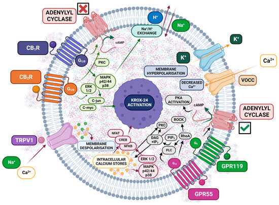 Cannabinoid Analgesia in Postoperative Pain Management: From Molecular ...