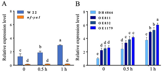ZmNF-YA1 Contributes to Maize Thermotolerance by Regulating Heat Shock ...