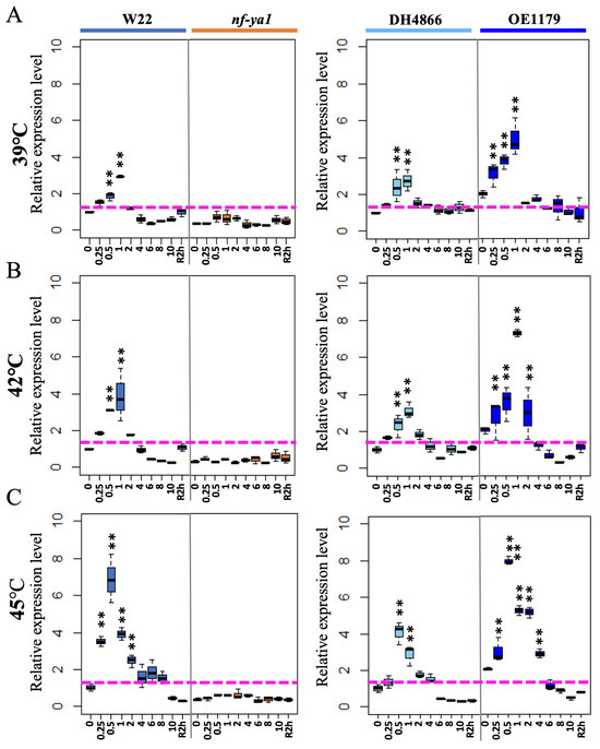 IJMS | Free Full-Text | ZmNF-YA1 Contributes to Maize Thermotolerance ...