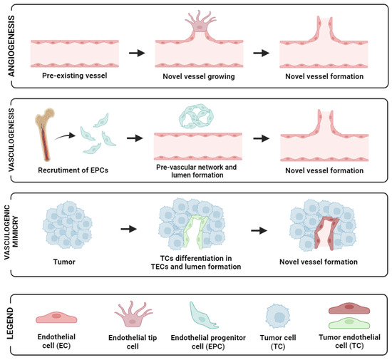 Angiogenesis and Ovarian Cancer: What Potential Do Different Subtypes ...