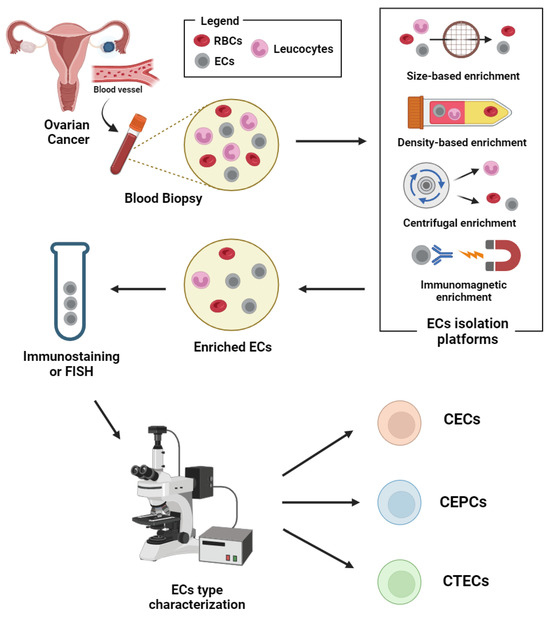 Angiogenesis and Ovarian Cancer: What Potential Do Different Subtypes ...